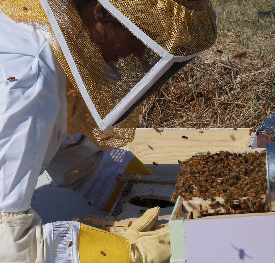 2026 Beginner Beekeeper Grant Program | N.C. Cooperative Extension